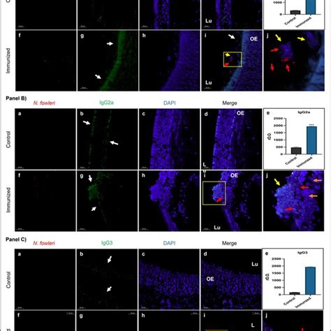 Increase In The Presence Of Igg Subclasses In Immunized Mice Balbc