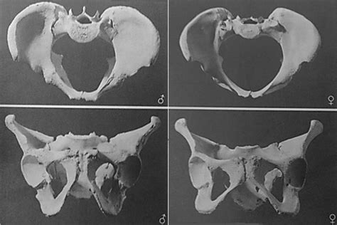 Ventral Arc All Things Aafs