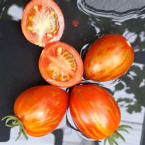 Rambling Red Striped Karierte Tomate Rambling Red Striped Karierte Tomate