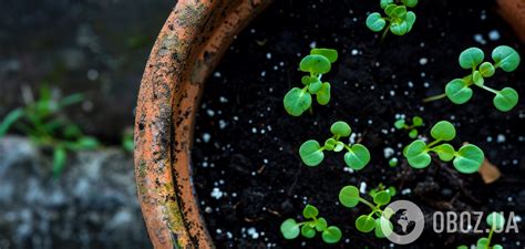 Прожарювання ґрунту під розсаду у чому мінуси як правильно зробити Oboz Ua