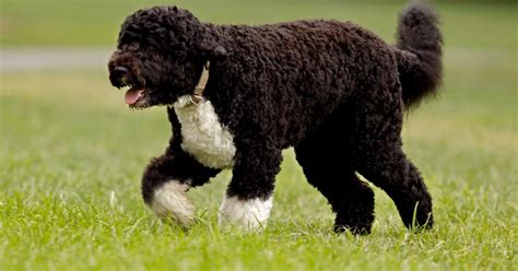 Lungworm In Berkshire Interactive Map Shows Where Dogs Have Fallen Ill