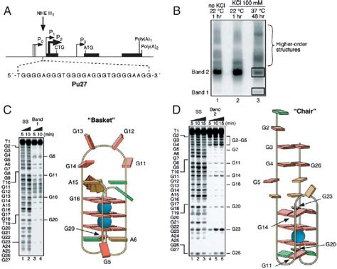 Proto Oncogene Proteins C Myc Semantic Scholar
