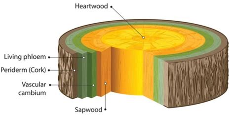 Is Phellem Made Up Of Dead Cells