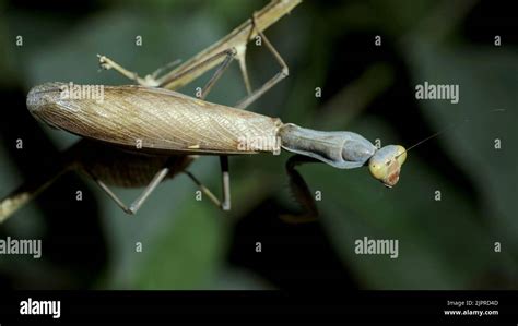 Green Praying Mantis Walks On A Thorny Branch And Looks Around
