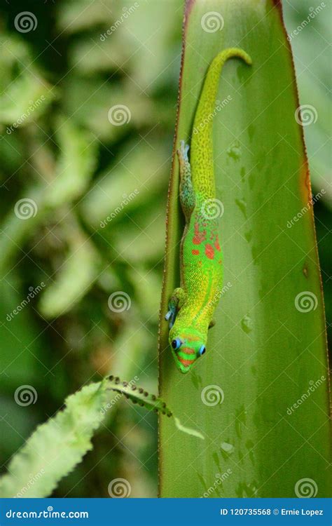 The Gold Dust Day Gecko Or Phelsuma Laticauda Is A Diurnal Species Of