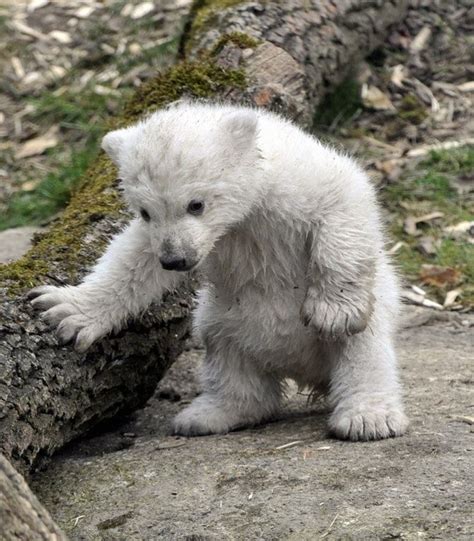 Twin Polar Bear Cubs Make Debut Artofit Twin Polar Bear Cubs Make Debut Artofit