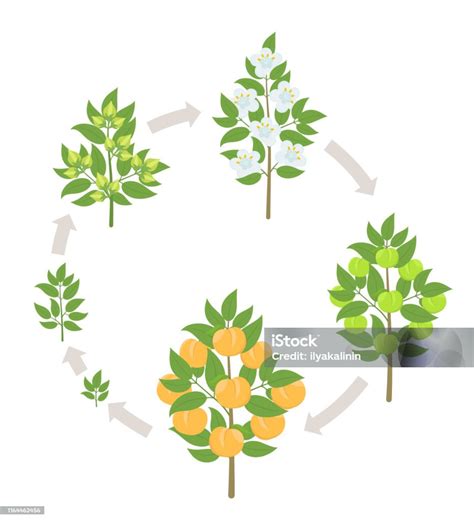 복숭아 나무 성장 단계 벡터 그림입니다 숙성 기간 진행 과일 나무 라이프 사이클 애니메이션 식물 묘목 복숭아 는 단계를 증가시다 주기 개념에 대한 스톡 벡터 아트 및 기타