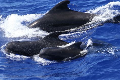 Download Pilot Whales Gliding Through Blue Ocean Wallpaper