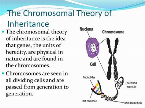 Ppt Errors And Exceptions In Chromosomal Inheritance Powerpoint