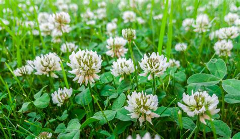 13 Types Of Clover Crate And Basket