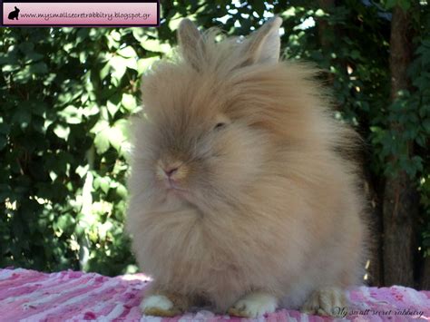 My Small Secret Rabbitry Does