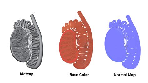 Male Testicles Anatomy 3d Model Cgtrader