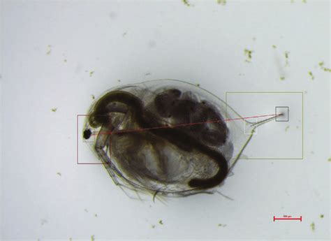 Measurement Of The Tail Length And The Overall Size Of The Daphnia