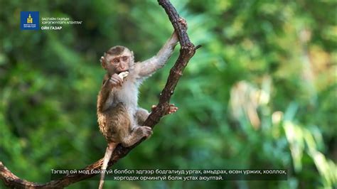 Гайхамшигт ой Танин мэдэхүйн нэвтрүүлэг №3 Youtube