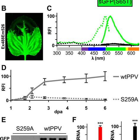 Monitoring Of Gfp Tagged Virus Amplification Dynamics By Fluorescence Download Scientific