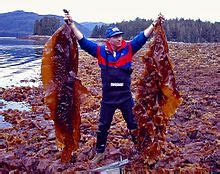 Brown Algae Wikipedia