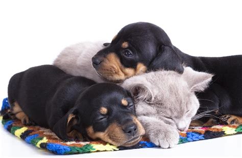Is Puppy Pyoderma Contagious To Humans