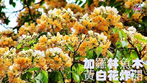 加羅林魚木花盛開的季節2023 04公館台電加羅林魚木花開Yellow and white blooms of Sacred Garlic