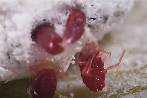 This Natural Red Dye In Food Comes From A Tiny Insect