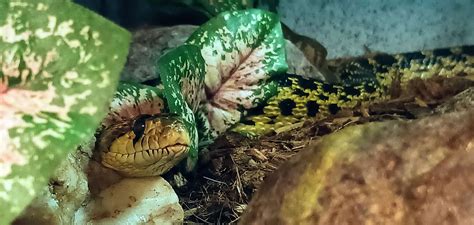 Gopher Snake Big Bear Zoo