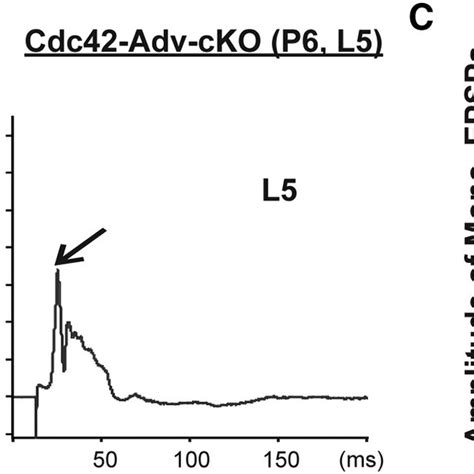 Electrophysiological Analysis Of Monosynaptic Sensory Motor Connections