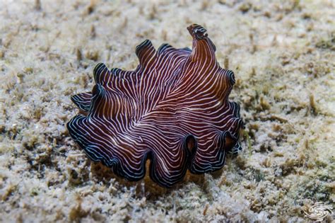 Marine Flatworm Colorful Ocean Predator And Ecosystem Indicator