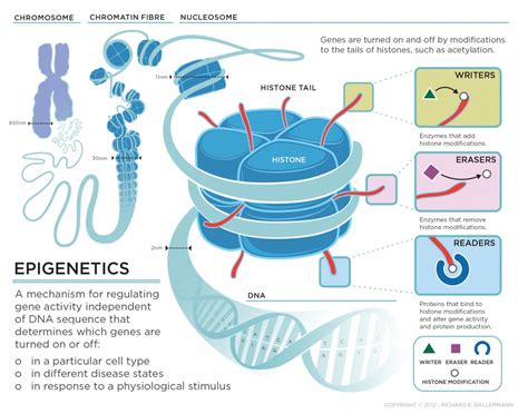 Epigenetic Clock Study At Robyn Morgan Blog