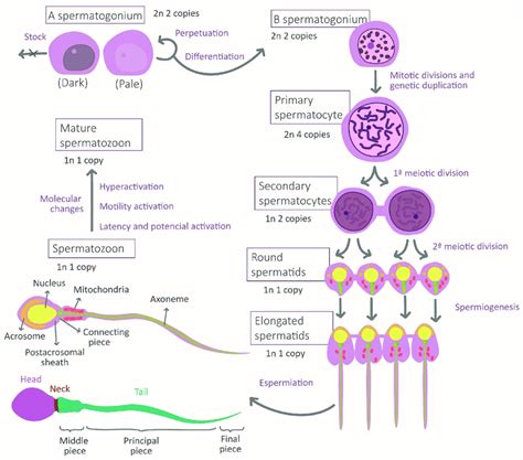 Spermatogenesis Stages Cell Divisions During Spermatogenesis Medical