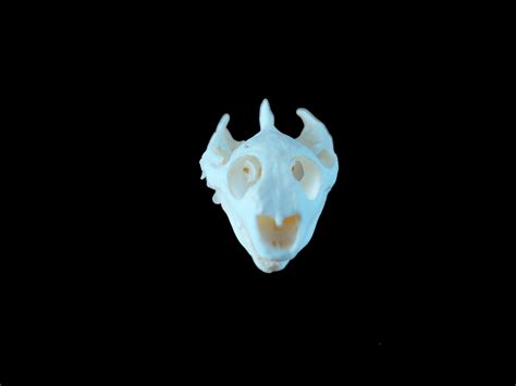 Red Eared Slider Turtle Skull Seawolf Shop
