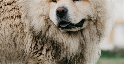 New Post Alarming Rise In Extinction Risk Two Million Species At