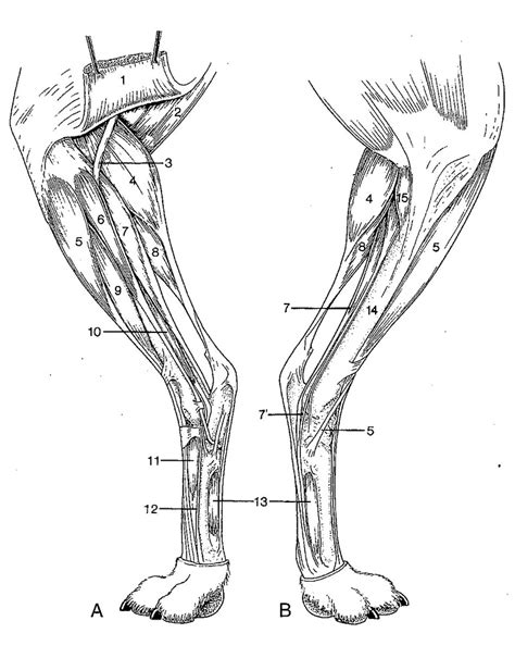 Lower Hind Limb Diagram Quizlet