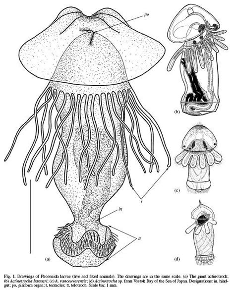 Catalogue Of Organisms More Giant Larvae
