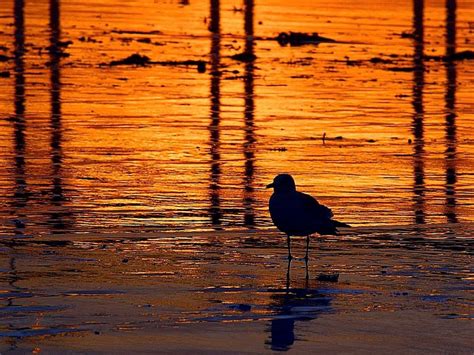 Free Images Beach Water Ocean Bird Sunrise Sunset Sunlight