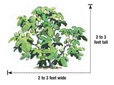 A Dwarf Fig Tree Fit For Pots Patios And Small Gardens Fine Gardening