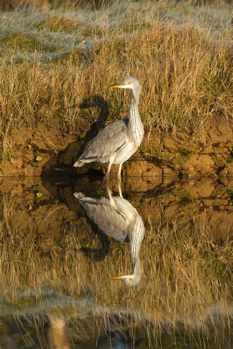 Reflecting on Herons | Everything is Permuted