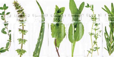 Does Hydroxyapatite Toothpaste Work Terra And Co