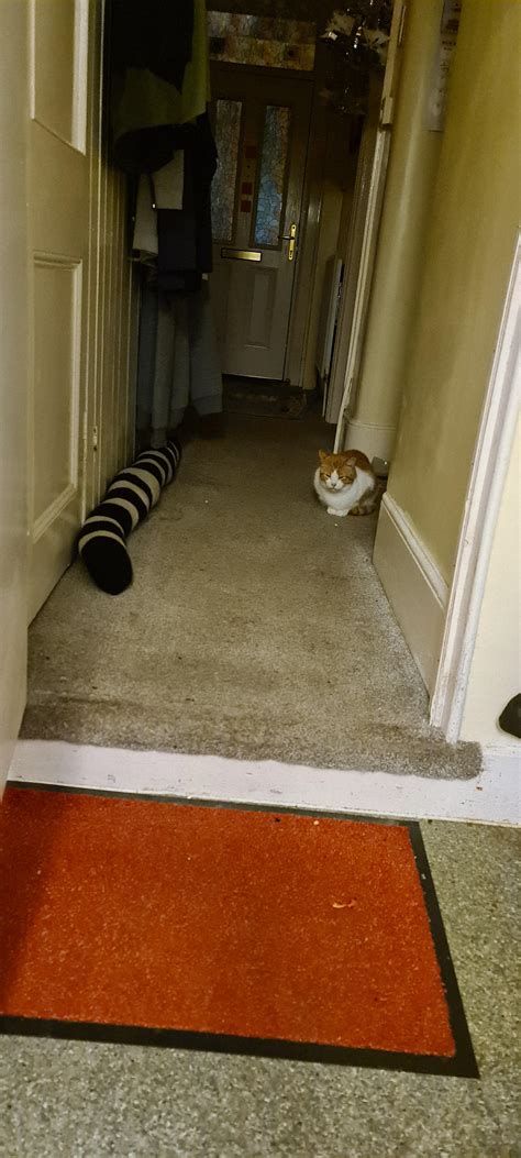 Tiddles 🐾 ️🎄 R Cats