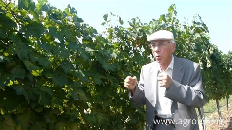 ქართული ვაზის ჯიშების საკოლექციო ნარგაობა Youtube