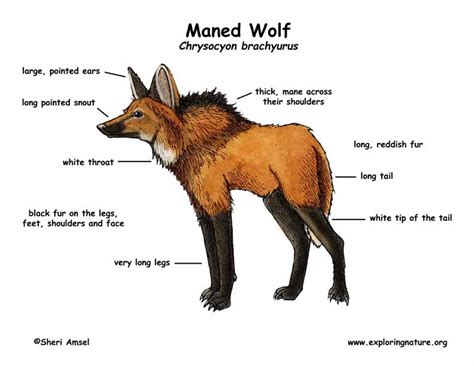 Basic Facts Maned Wolf Conservation