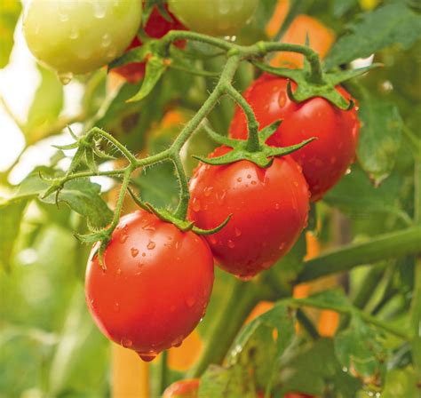 Vegetable Of The Month Tomatoes Harvard Health