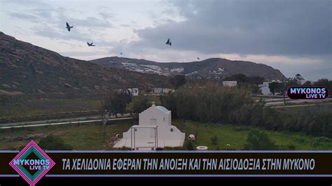 ΤΑ ΧΕΛΙΔΟΝΙΑ ΕΦΕΡΑΝ ΤΗΝ ΑΝΟΙΞΗ ΚΑΙ ΤΗΝ ΑΙΣΙΟΔΟΞΙΑ ΣΤΗΝ ΜΥΚΟΝΟ Mykonos Live Tv