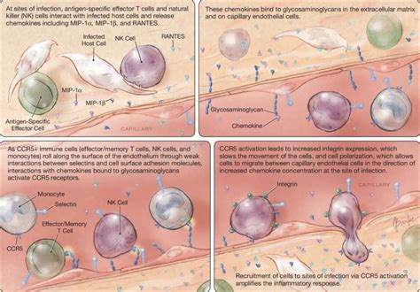 Potential Role Of Cc Chemokine Receptor 5 Ccr5 In Amplifying Tissue