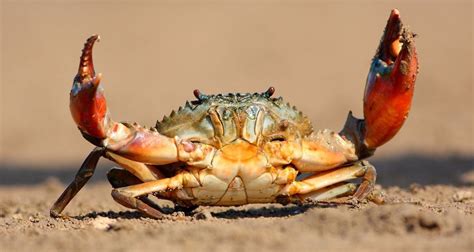 Carcinization Why Animals Keep Evolving Into Crabs