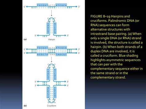 Types Of DNA PPTX