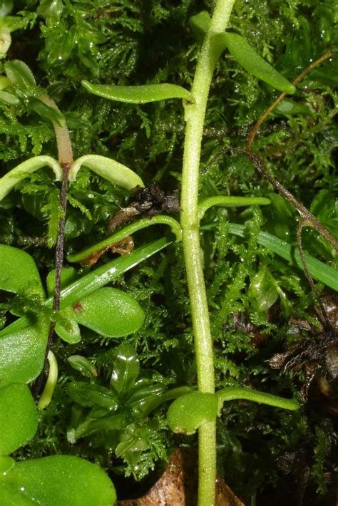Sedum Ternatum Woodland Stonecrop Go Botany