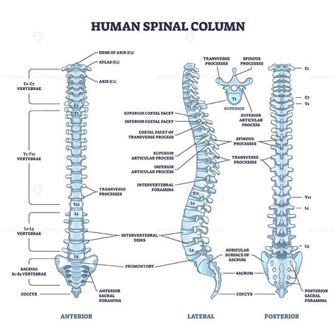 Human Spinal Column Structure With Backbone And Spine Skeletal Anatomy
