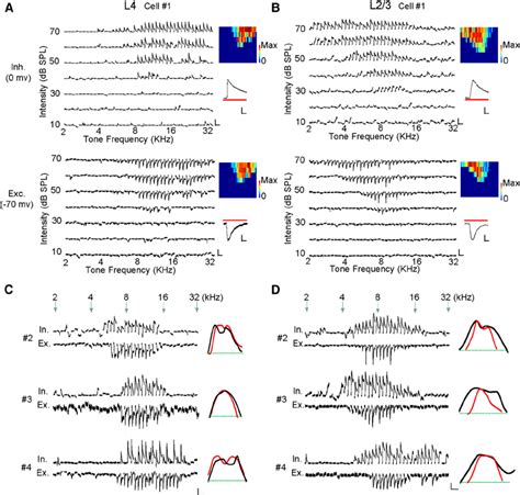 Inhibition Has A Broader Frequency Range Than Excitation In Upper L2 3 Download Scientific