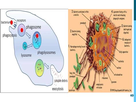 8 Reticuloendothelial System Res Pptx