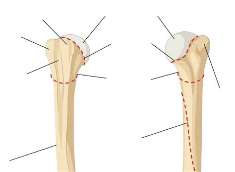Diagram Of Osteology Of The Proximal Upper Limb Bony Landmarks Of The