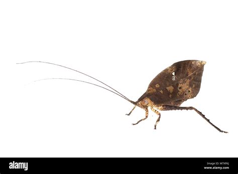 Dead Peacock Cut Out Stock Images And Pictures Alamy